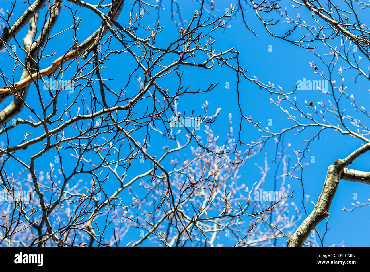 The young trees growing in the sunlight Stock Photo - Alamy