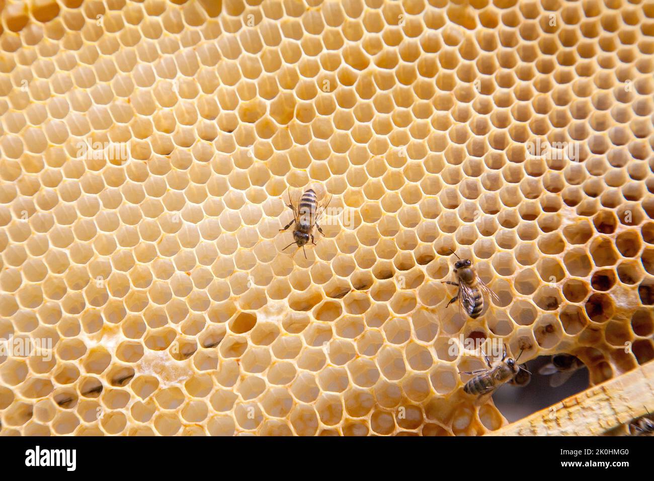 Close up view of the working bees on the honeycomb. Yellow honeycomb ...