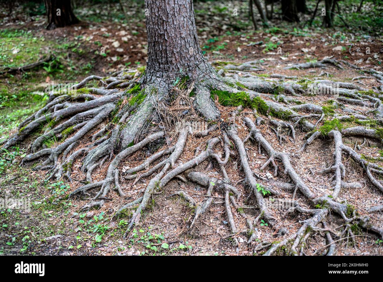 The roots of the tree in the forest Stock Photo - Alamy