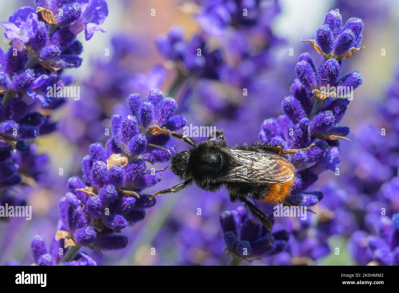 a focus shot of a bee pollinating on a purple bugleweed flower Stock ...