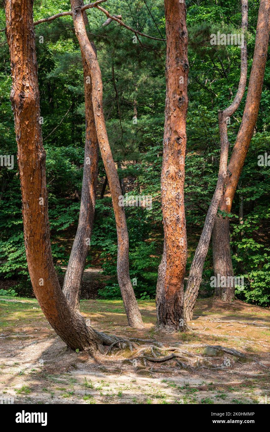 A vertical of trees in the forest Stock Photo - Alamy