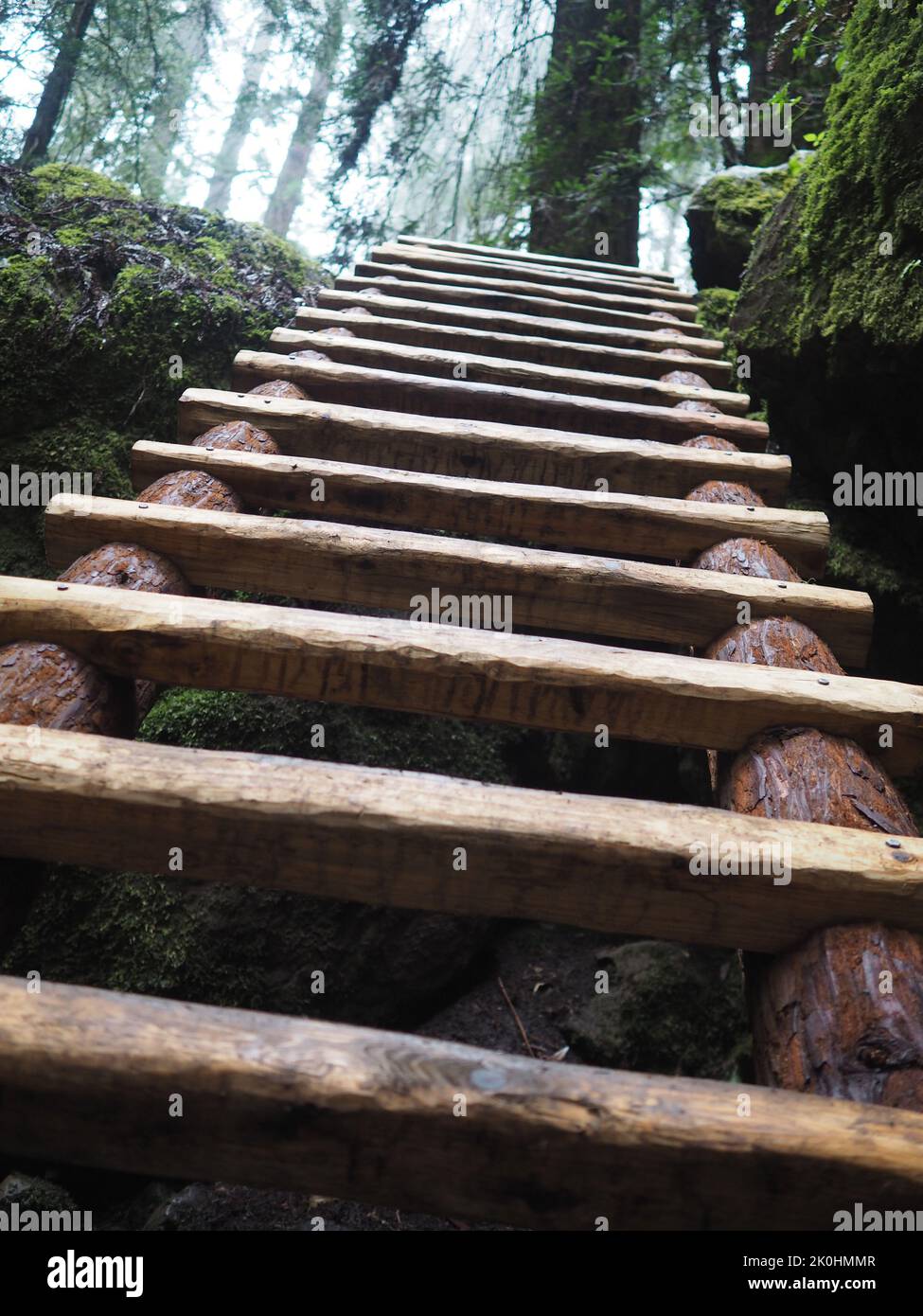 A low angle view of wooden stairs in a forest Stock Photo - Alamy