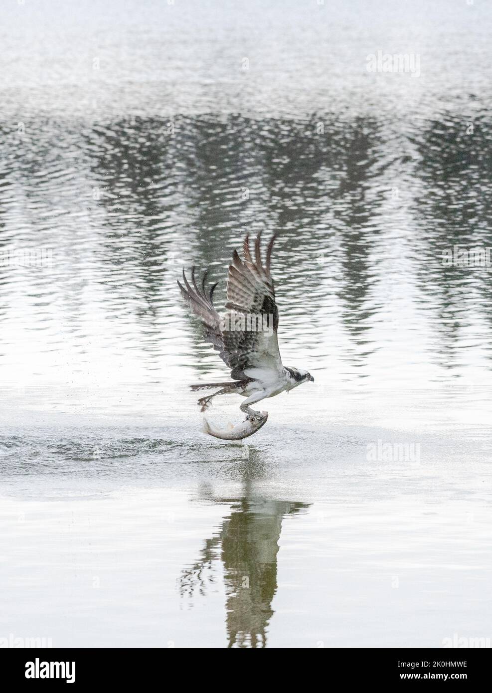 A closeup shot of a common osprey flying above the water Stock Photo ...