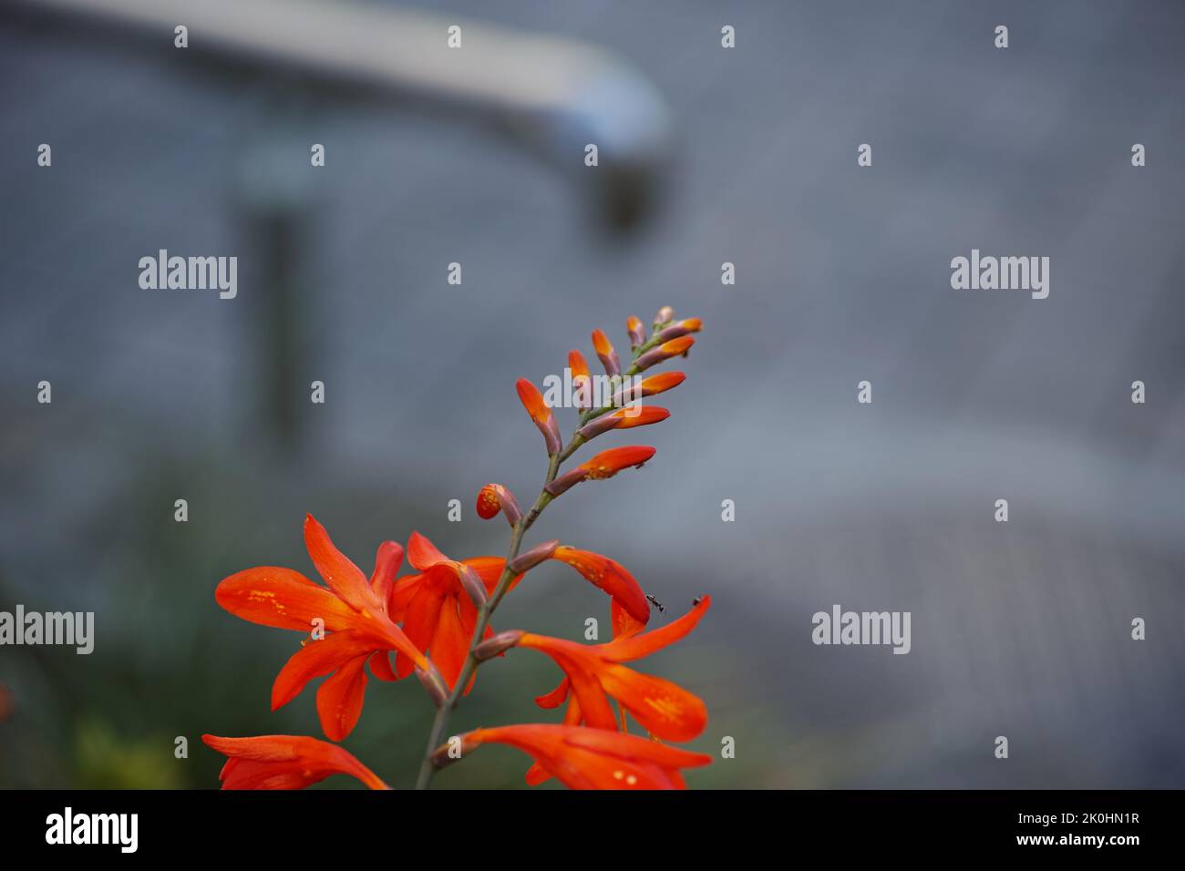 An orange flower plant in the garden with a bokeh background Stock Photo - Alamy