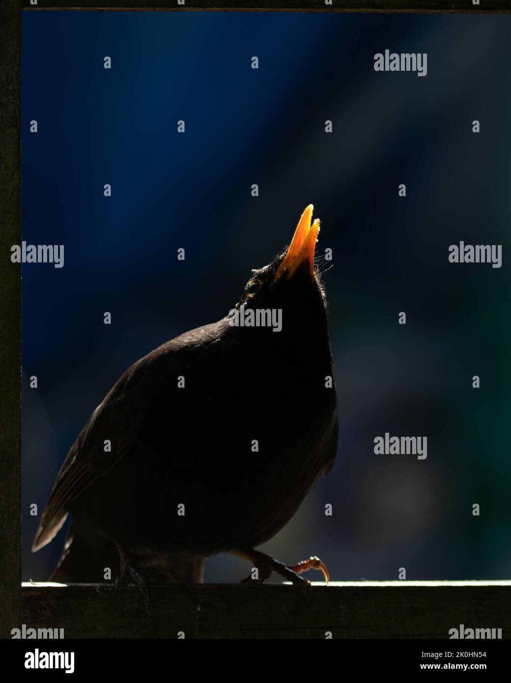 A vertical closeup shot of a turdus merula beak highlighted by sun on a ...