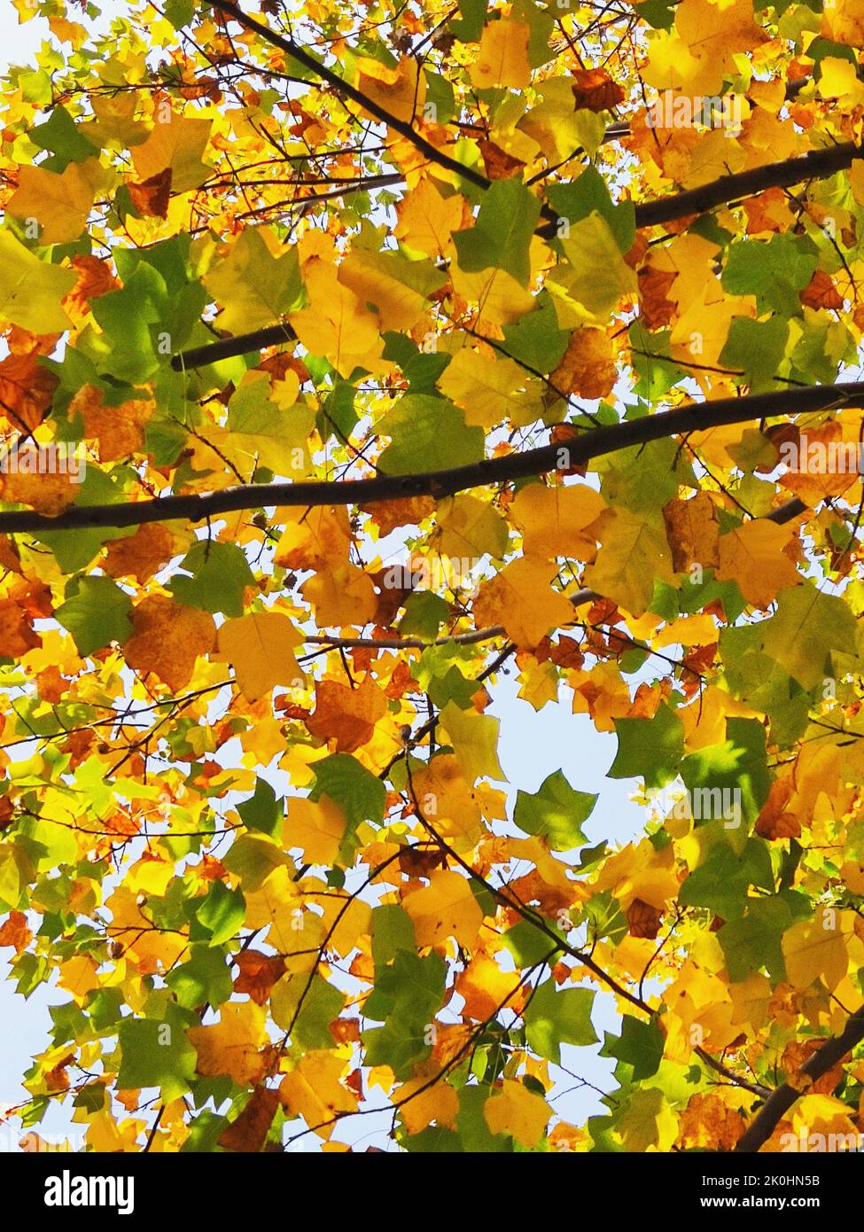 A vertical closeup of golden and green autumn leaves on a tree Stock Photo - Alamy