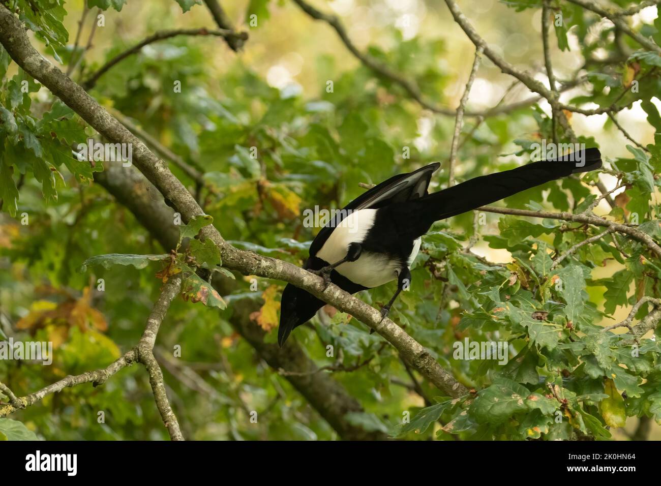 A curious European Magpie peering down from green Oak branch, Pica pica ...