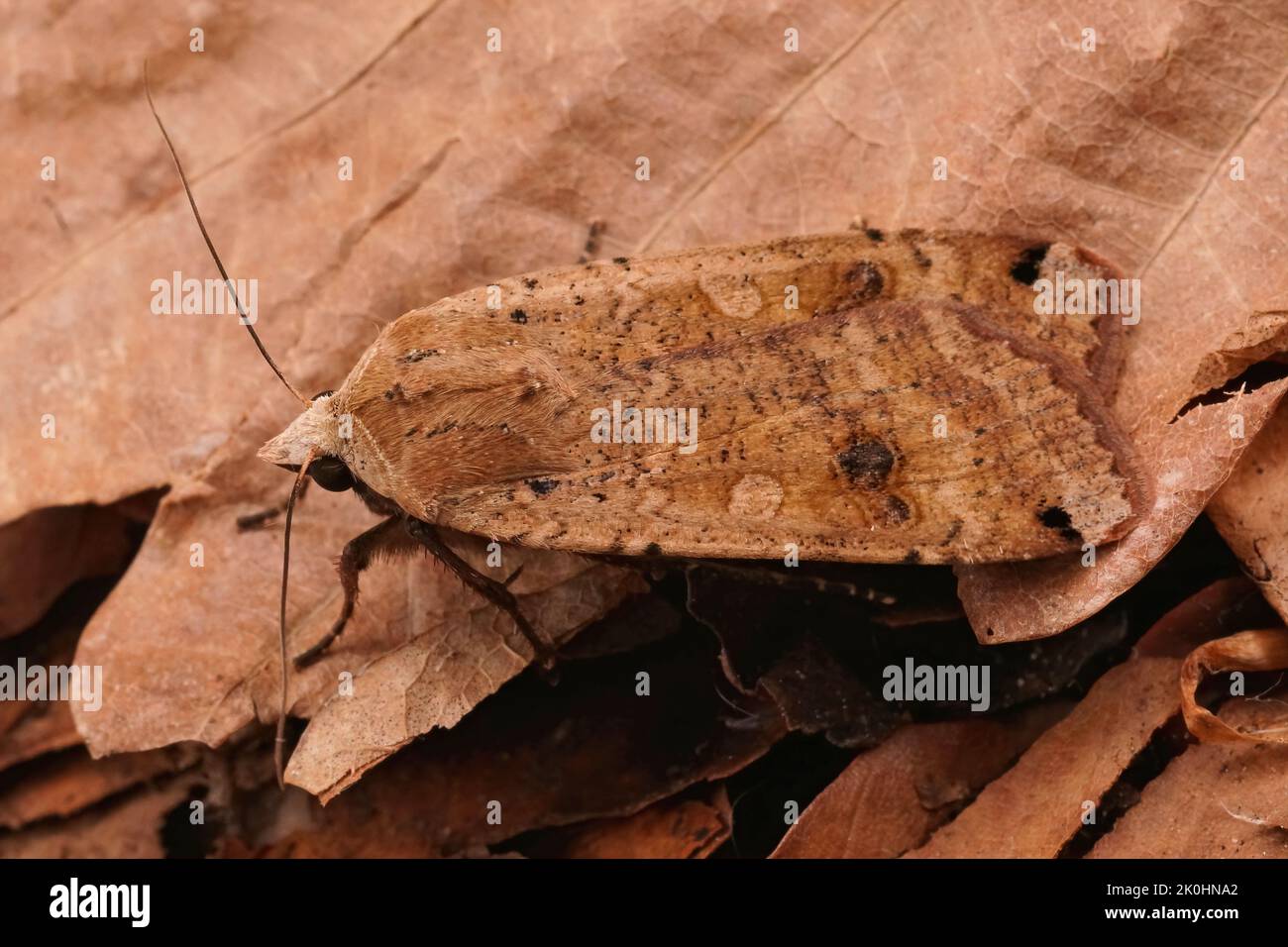 Armyworm moth hi-res stock photography and images - Alamy