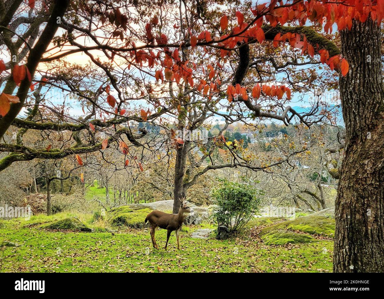 A deer in the colorful forest in the autumn with red tree leaves and ...