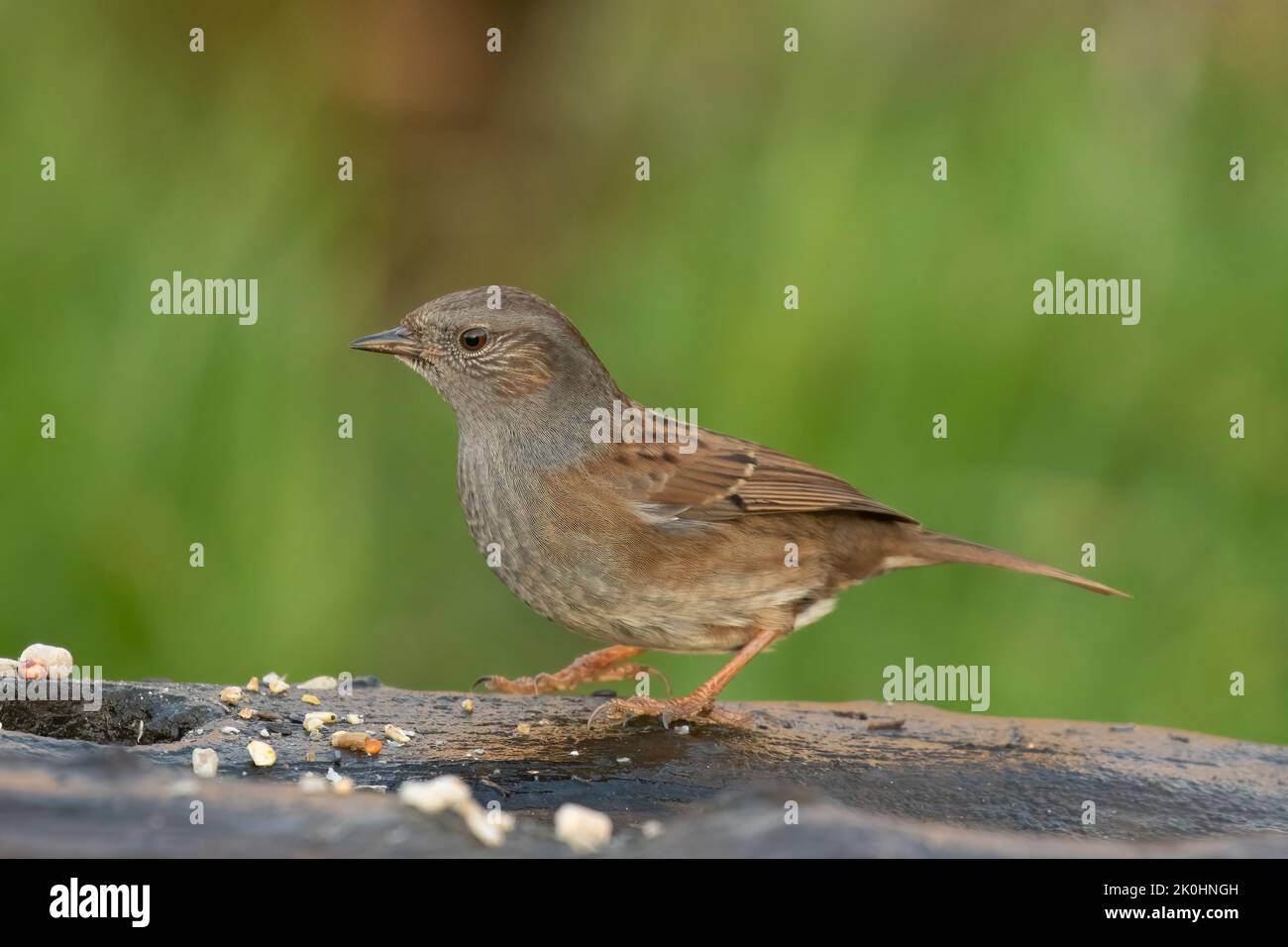 A Dunnock bird perching on a tree in the forests Stock Photo - Alamy