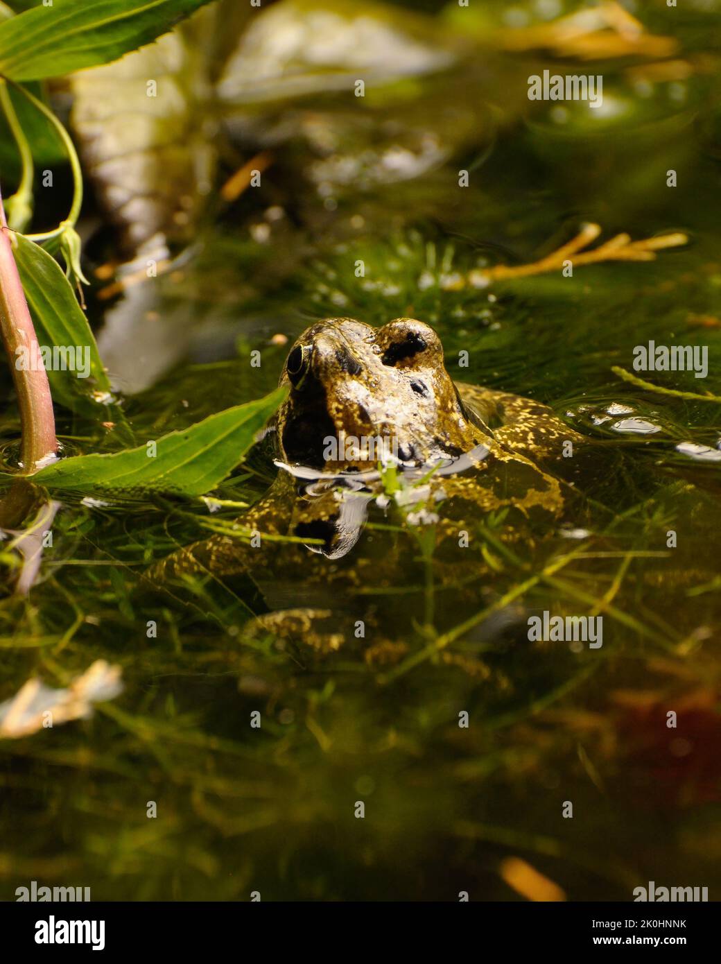 Frog weed pond hi-res stock photography and images - Alamy