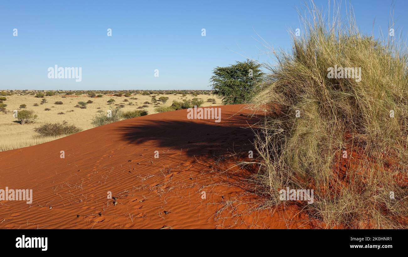 A scenery of the sand dunes in the Kalahari Desert, Namibia Stock Photo ...