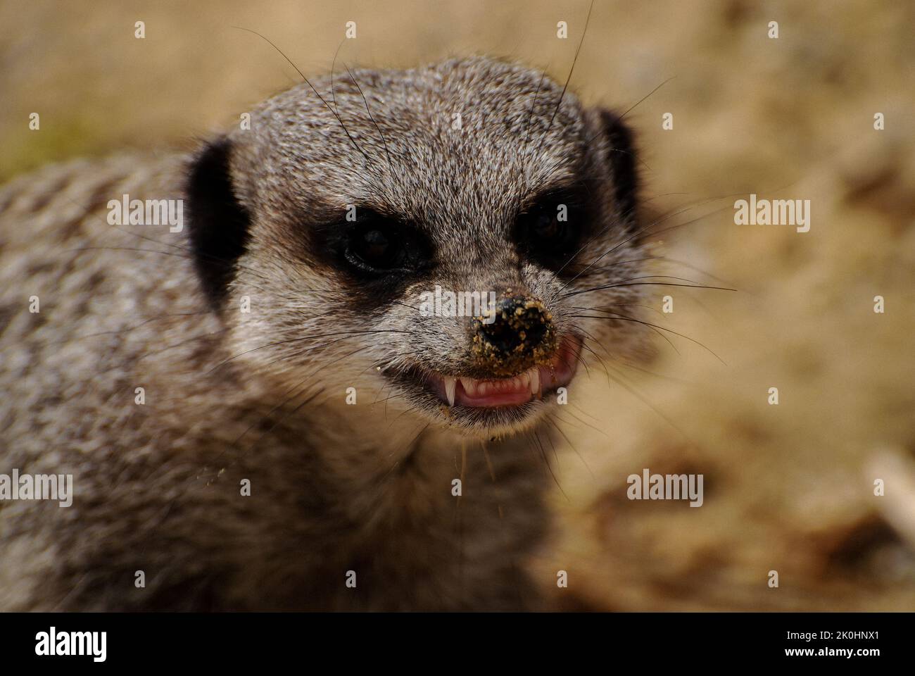 a closeup of an angry Meerkat with its teeth bared Stock Photo - Alamy
