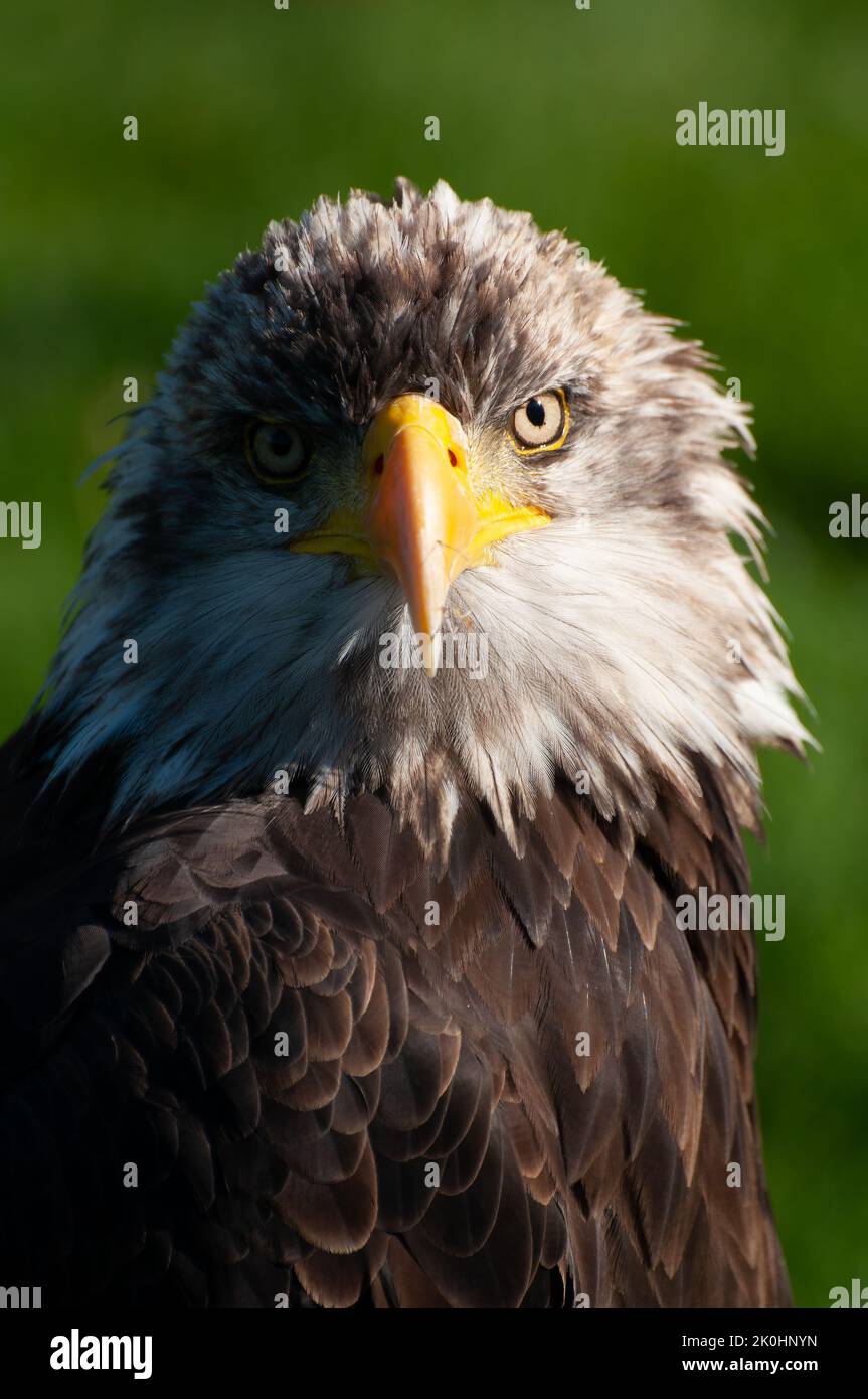 a vertical close up of a bald eagle eagle staring right into the camera ...