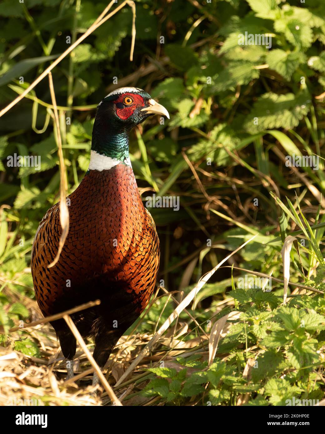 A male ring-necked pheasant foraging on a grassland Stock Photo - Alamy