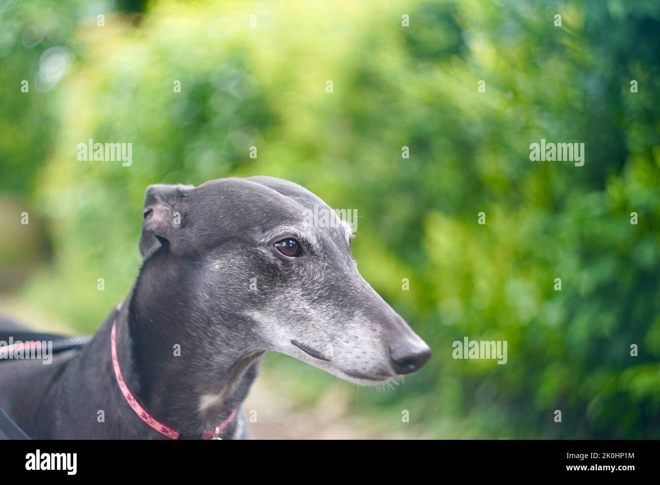 A closeup of a greyhound with collar standing in green park during ...