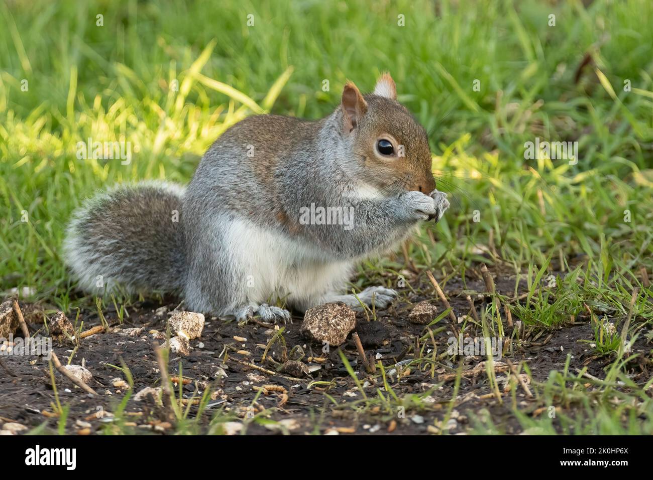 A cute gray squirrel eating seeds on a ground Stock Photo - Alamy