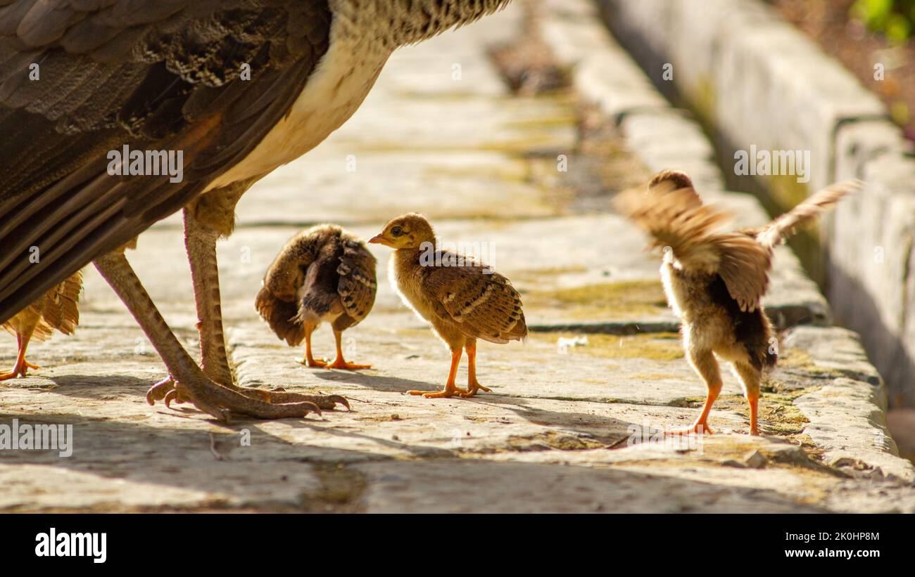 Peahen bird hi-res stock photography and images - Alamy