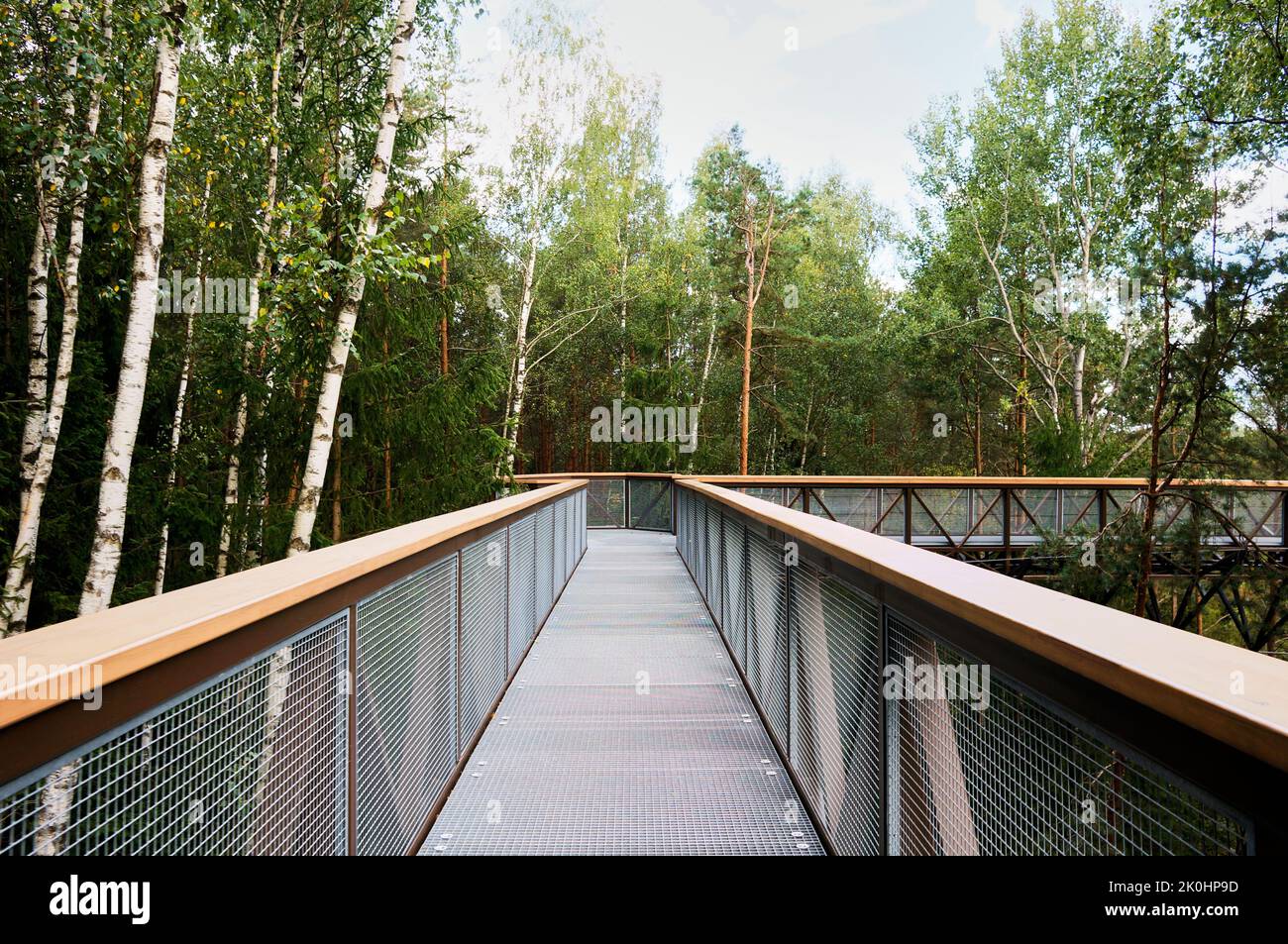 A tree top trail pathway in the forest Stock Photo - Alamy