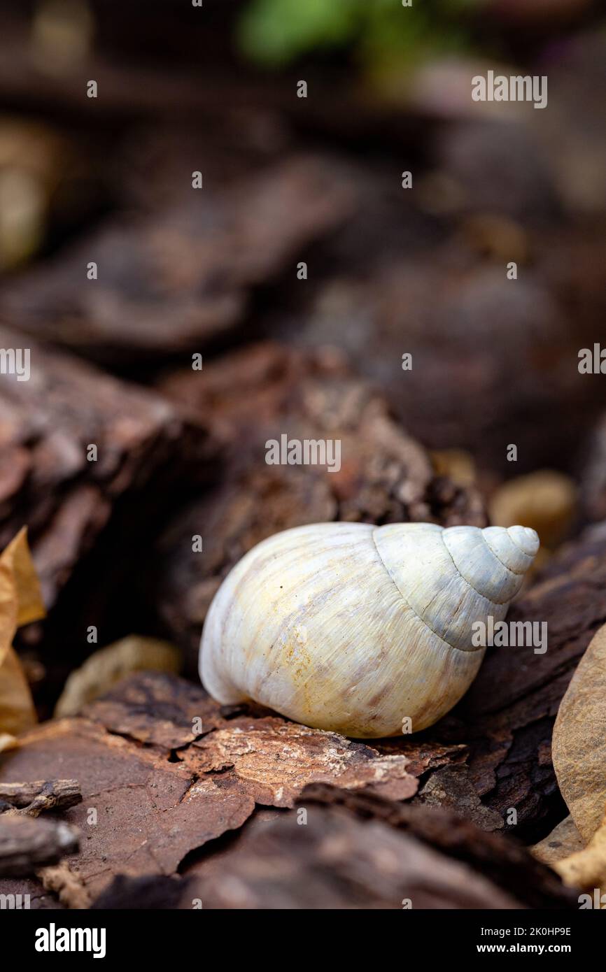 A vertical shot of an empty snail shell on a rocky surface Stock Photo ...