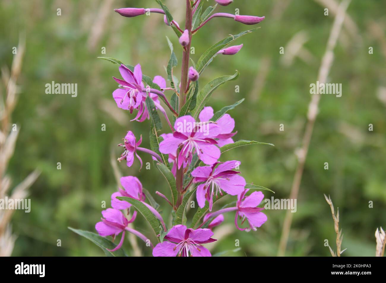 A macro of a fireweed flower over a blurry background Stock Photo - Alamy
