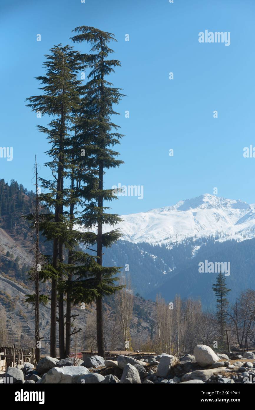 A vertical shot of tall trees near mountains in Swat, Pakistan Stock ...