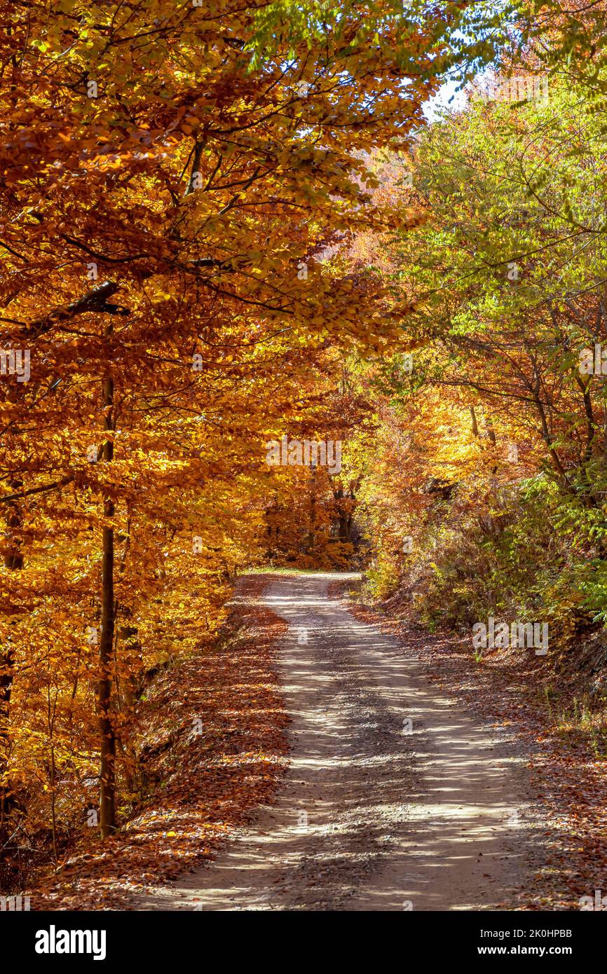 A vertical shot of a narrow walk path surrounded by golden autumn trees ...