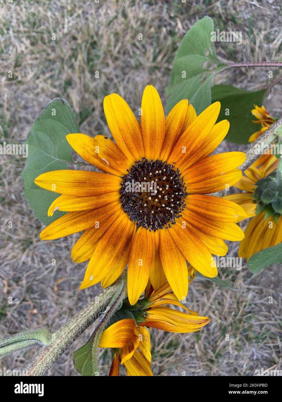 A vertical top view of a yellow sunflower Stock Photo - Alamy