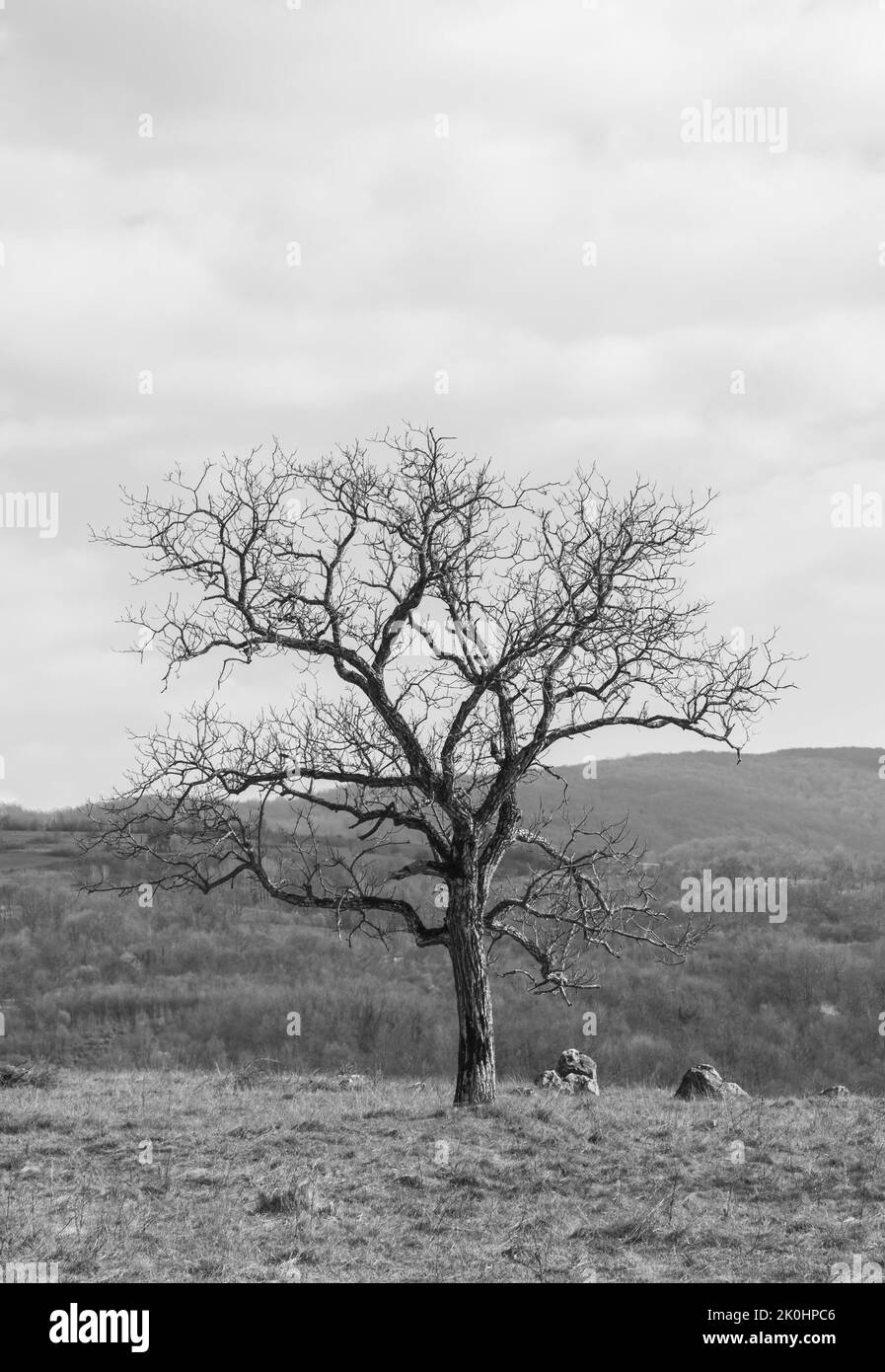 A monochrome shot of a single deciduous tree on top of a hill Stock ...