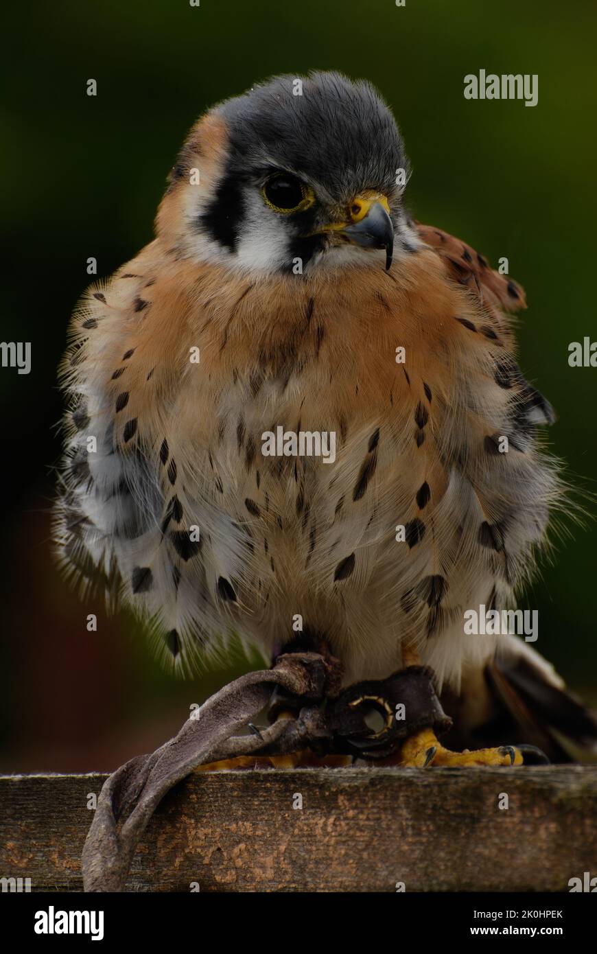 A portrait of an American Kestrel(Falco sparverius) on a wooden fence ...