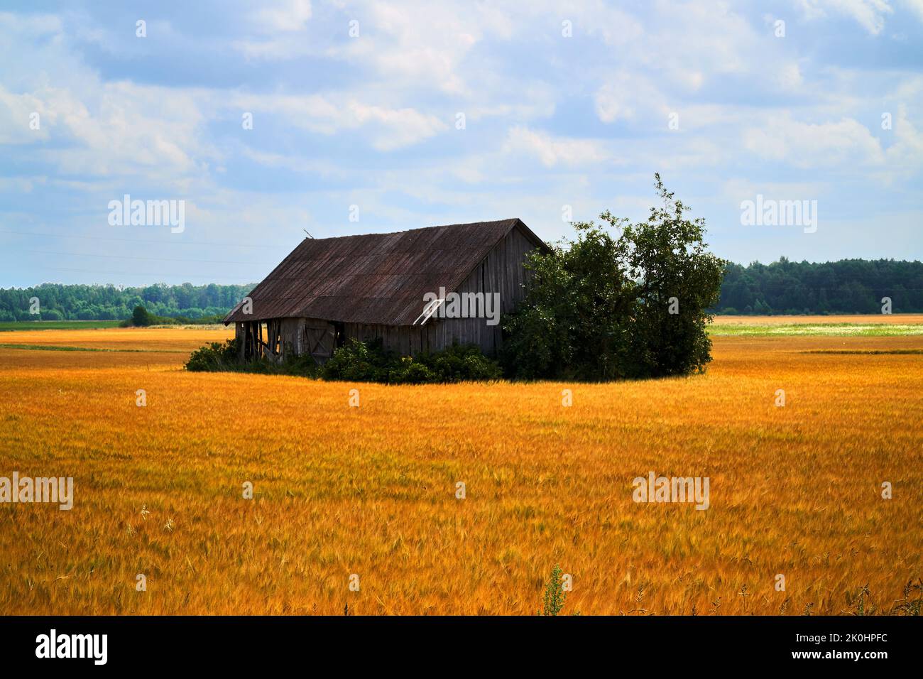 A wooden old house in the middle of the rice field Stock Photo - Alamy