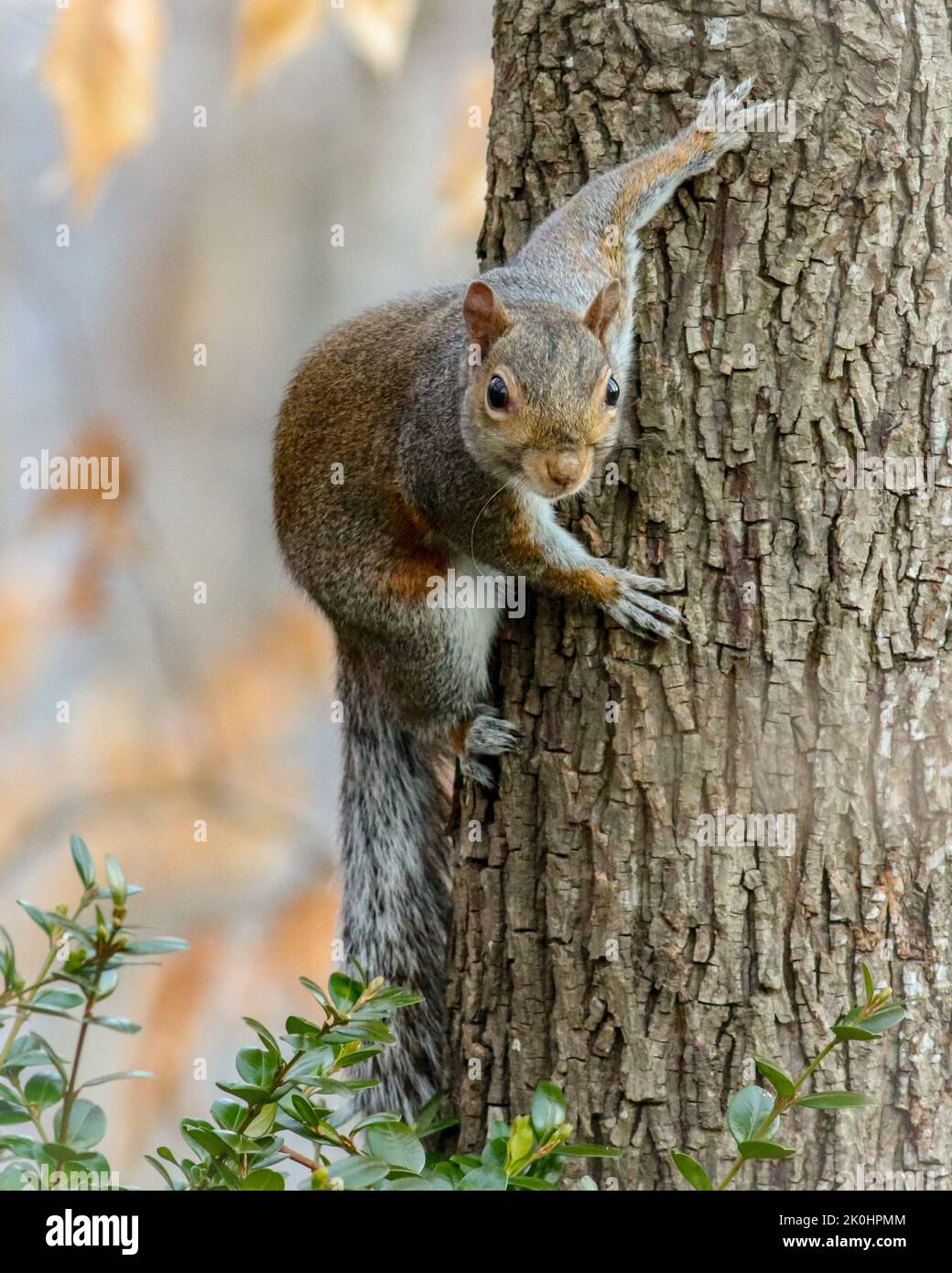 A vertical closeup of the eastern gray squirrel, Sciurus carolinensis ...