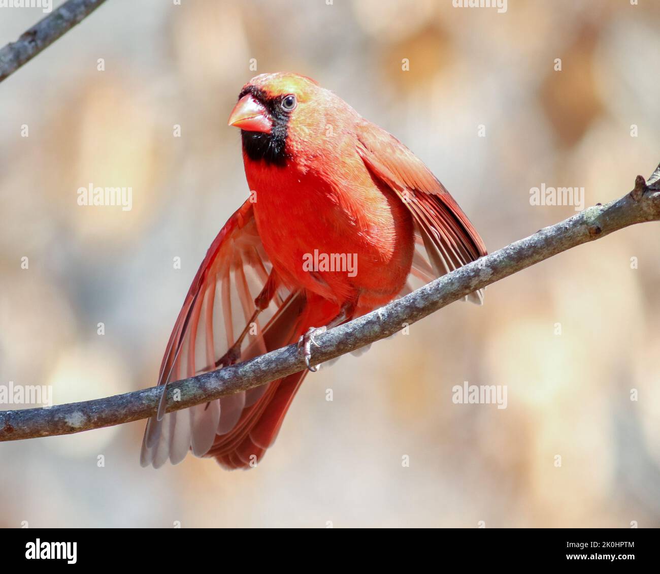 A closeup of a male northern cardinal, Cardinalis cardinalis on the ...