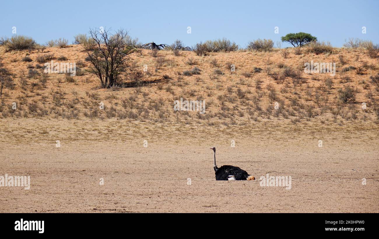 An ostrich with a long neck sitting on the ground in Namibia on a sunny ...