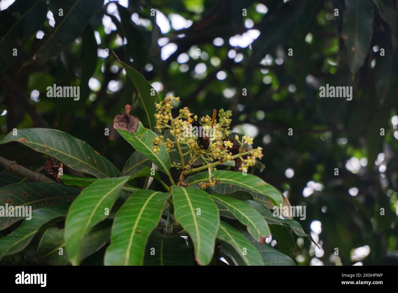 Beautiful mango bud hi-res stock photography and images - Alamy