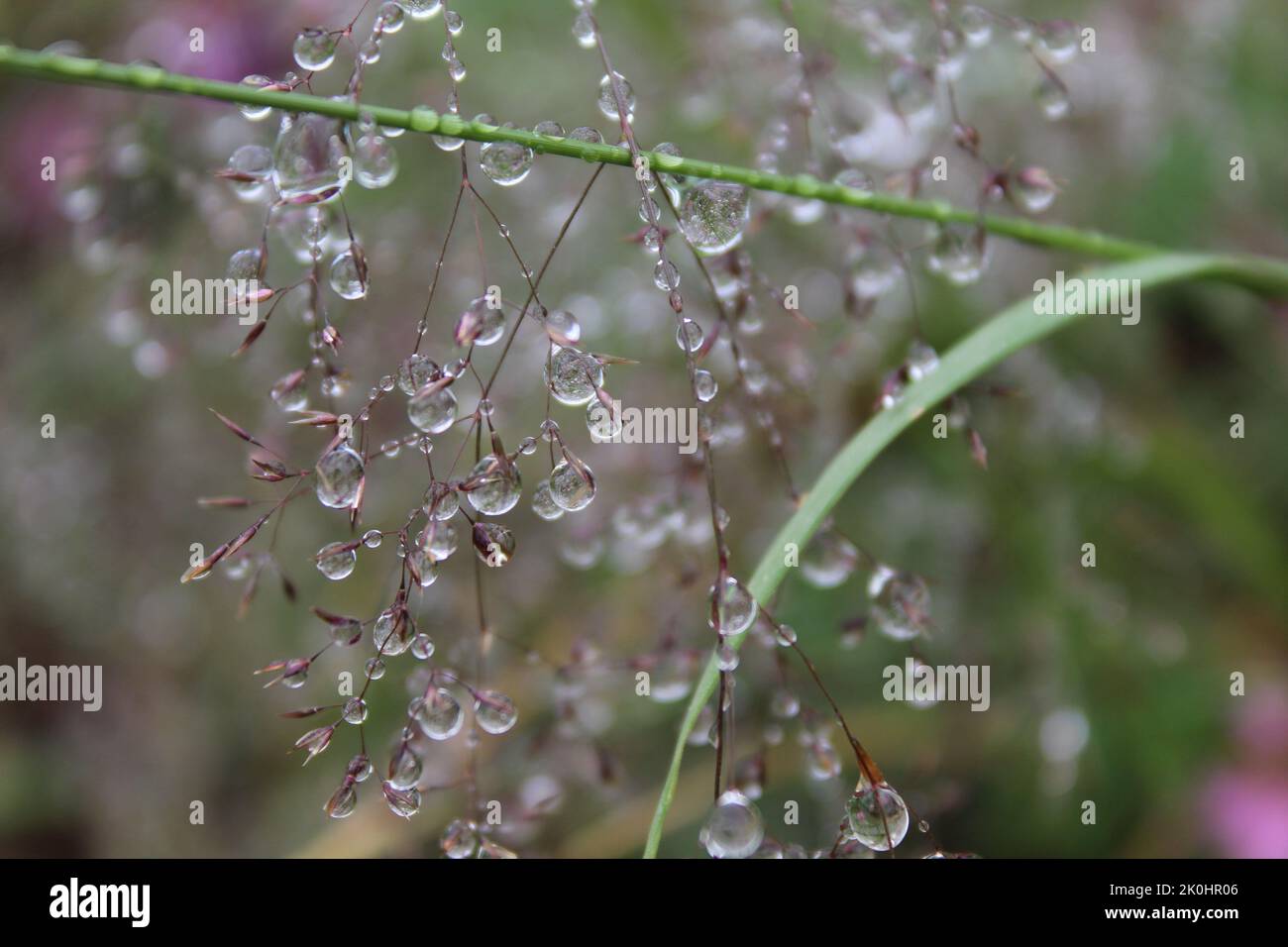 A macro of rain drops on grass Stock Photo - Alamy