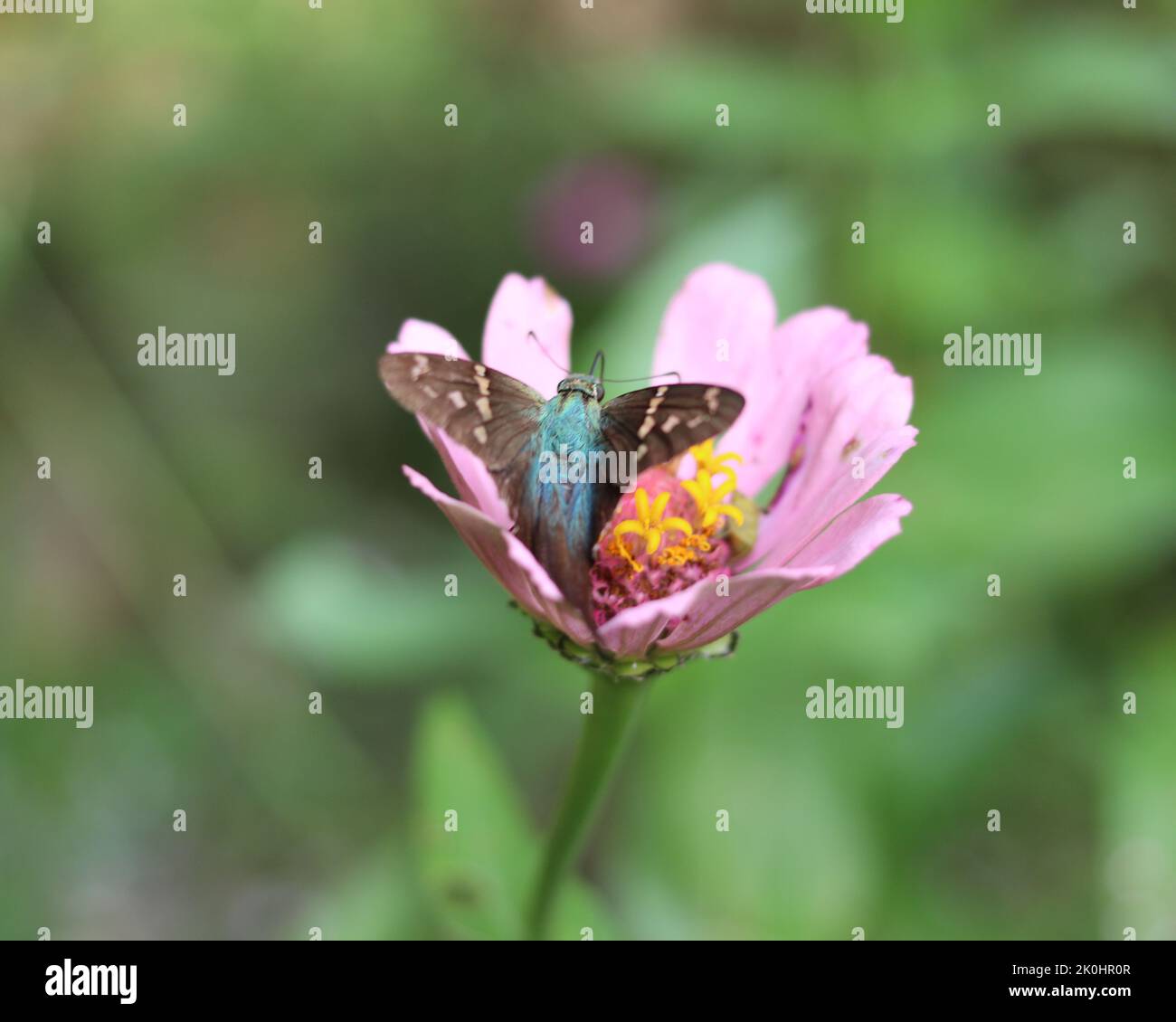 A closeup of the long-tailed skipper, Urbanus proteus on the pink ...