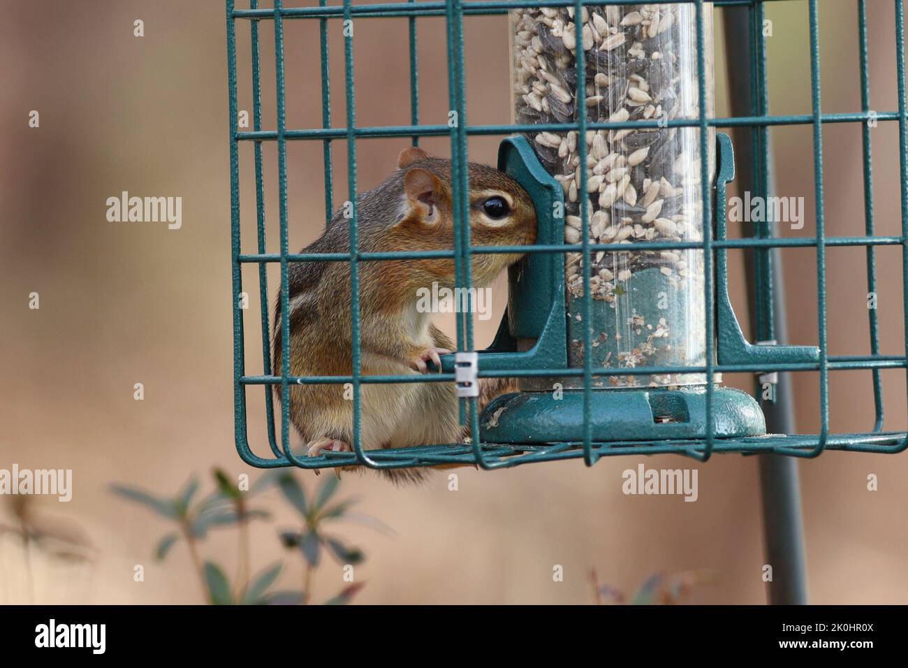 A closeup of an eastern chipmunk, Tamias striatus eating from a bird ...