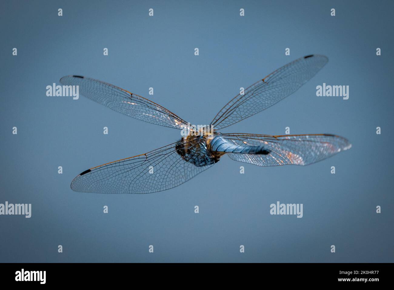 A closeup shot of a flying dragonfly against a blue background Stock ...