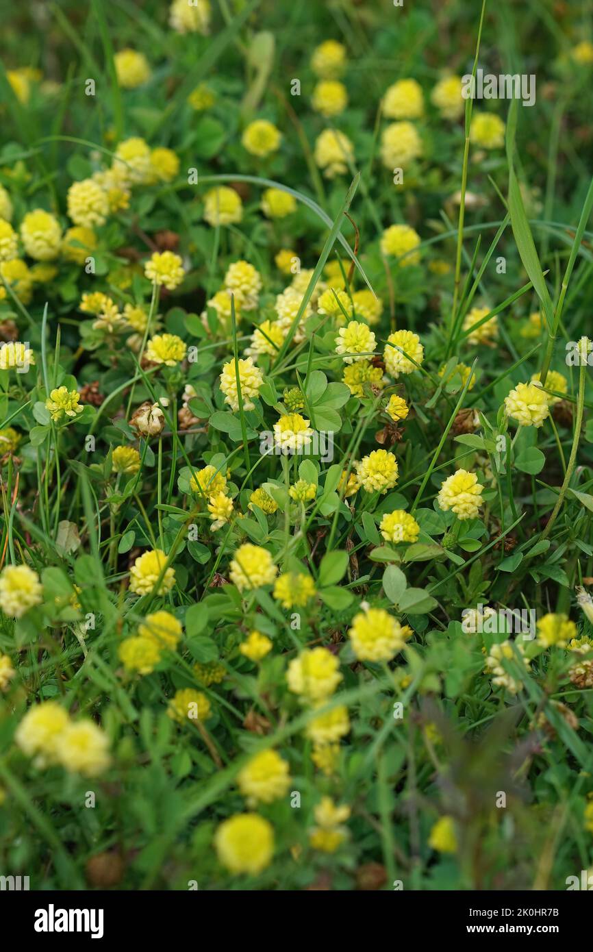 Vertical closeup on an aggretation of yellow flower of hop trefoil ...