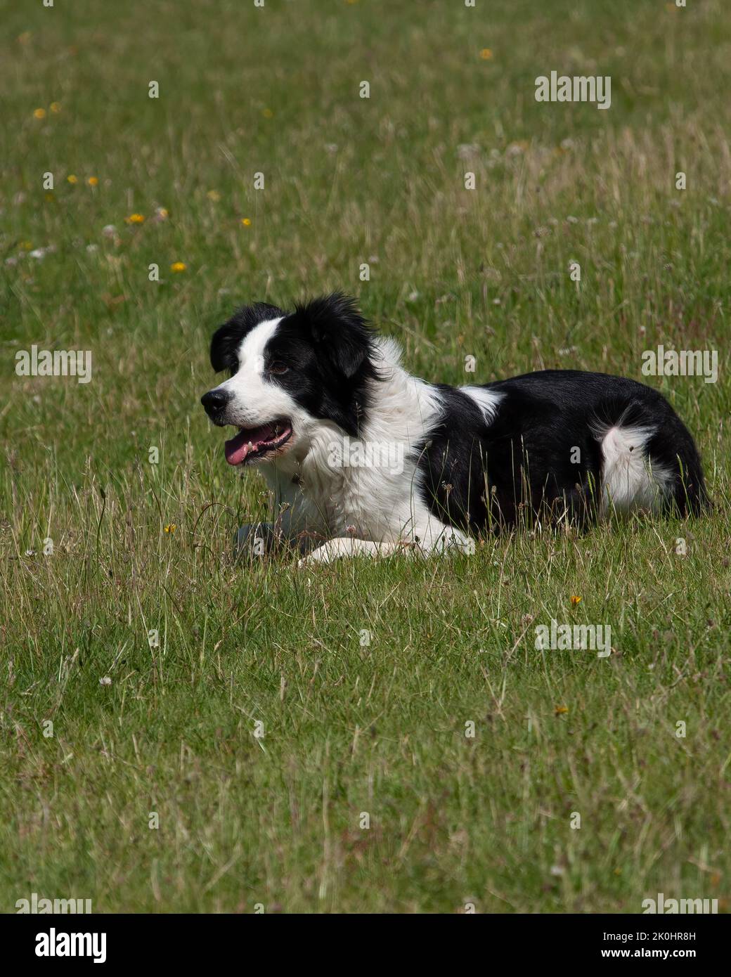 A vertical of a herding black and white Border Collie Dog offset in a ...