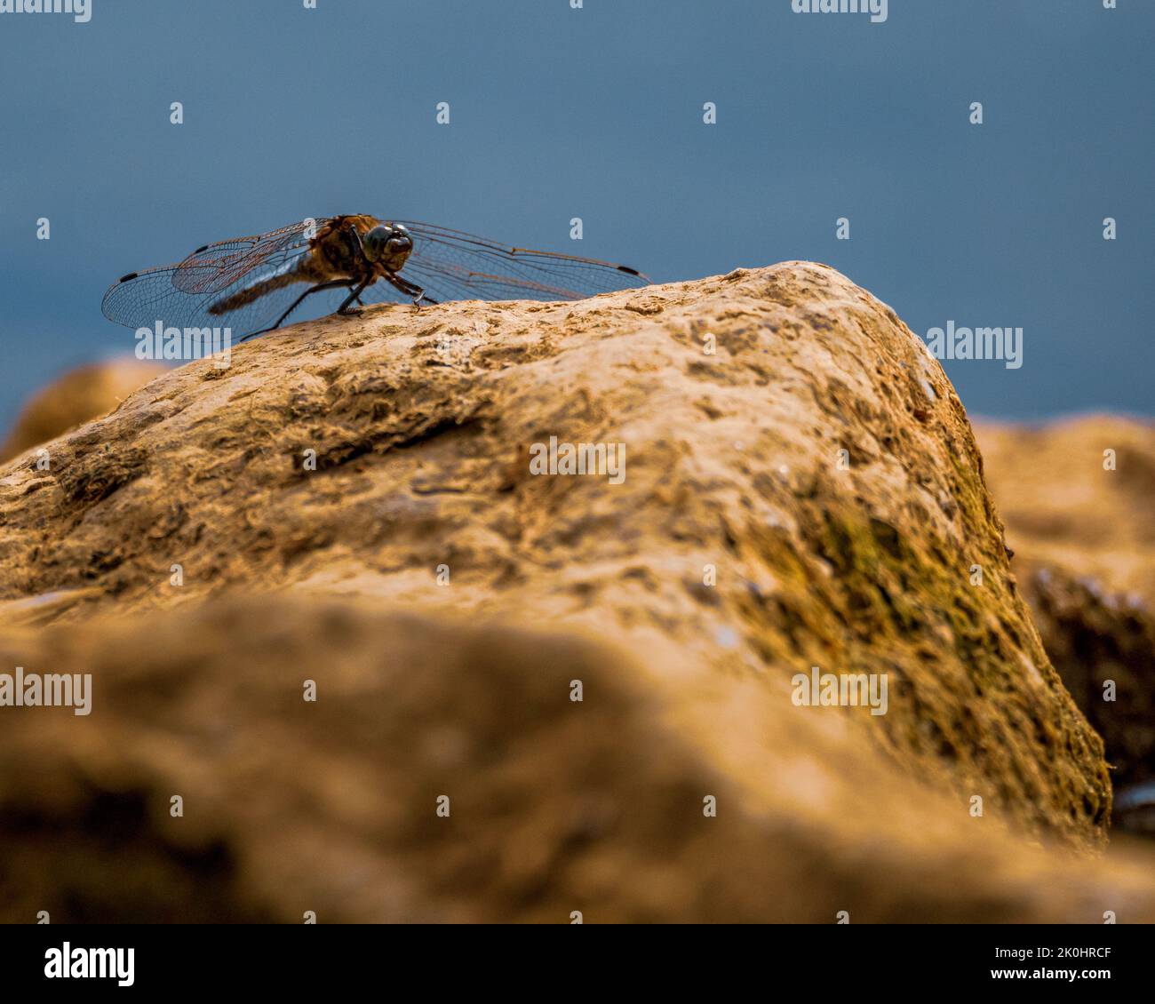 Insect under rock hi-res stock photography and images - Alamy