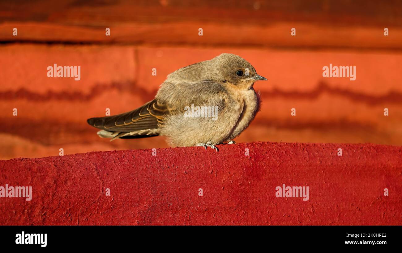 A perched fledgling Rock Martin captured on an orange background Stock ...
