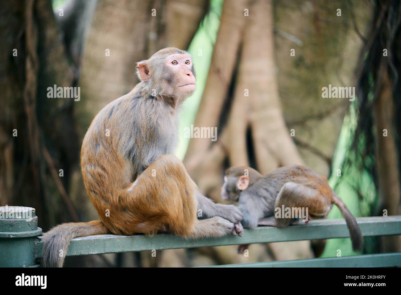 A beautiful view of Rhesus monkeys or Macaca mulatta in Shing Mun ...