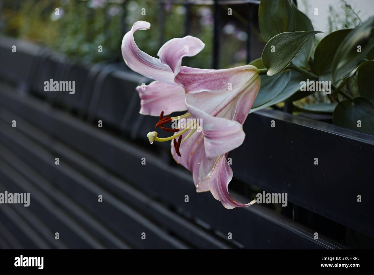 A closeup of a beautiful lily growing in a garden Stock Photo - Alamy