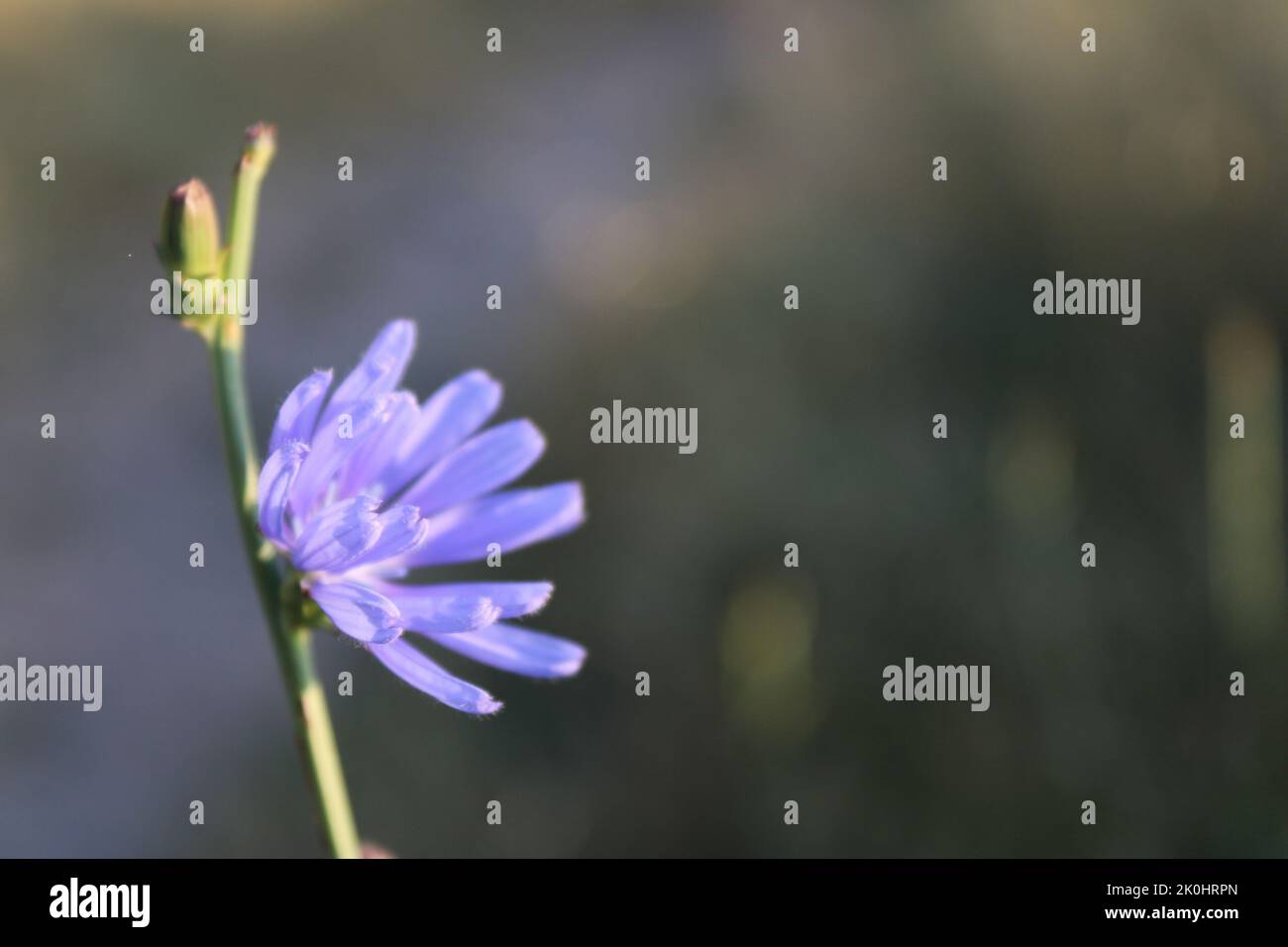 A closeup of beautiful Common chicory on a blurred background Stock ...