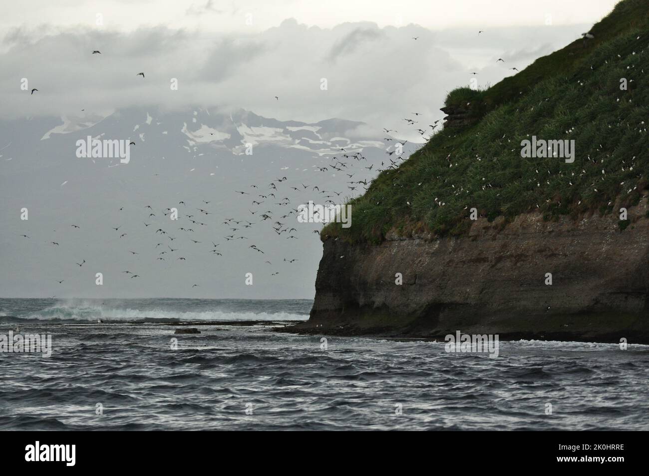 A beautiful view of a flock of puffins flying over the sea near the ...
