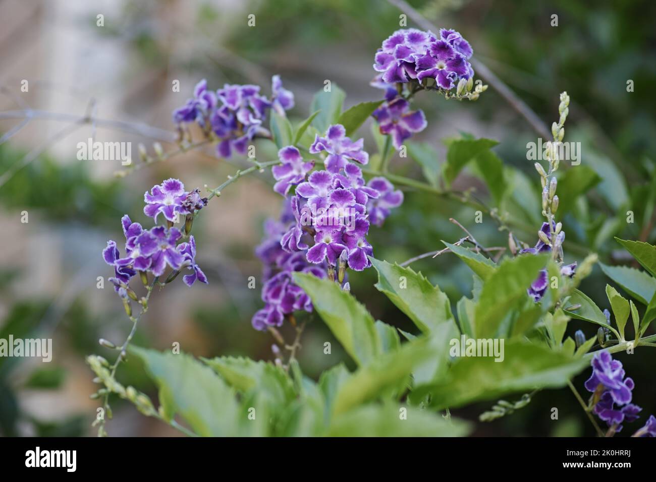 A closeup of beautiful Duranta erecta flowers growing in a garden Stock ...