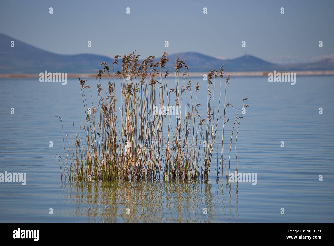 A lake with a small land with tallgrass in the background of mountains ...
