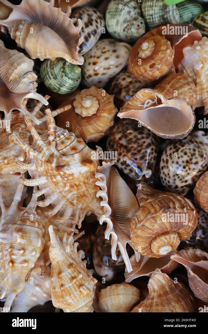 A vertical shot of different types of seashells Stock Photo - Alamy